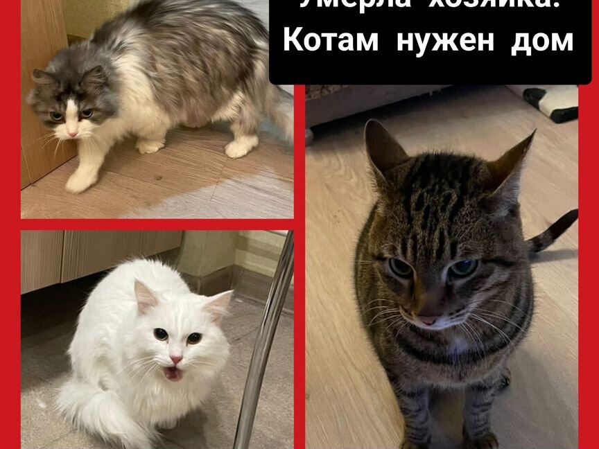 Умерла хозяйка котам нужен дом одни в квартире