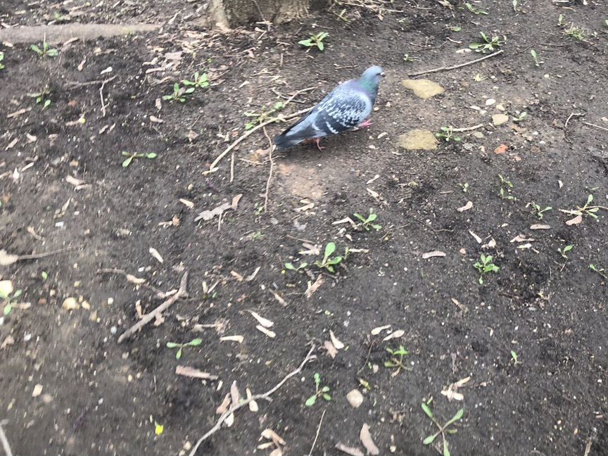 Голубь обыкновенный