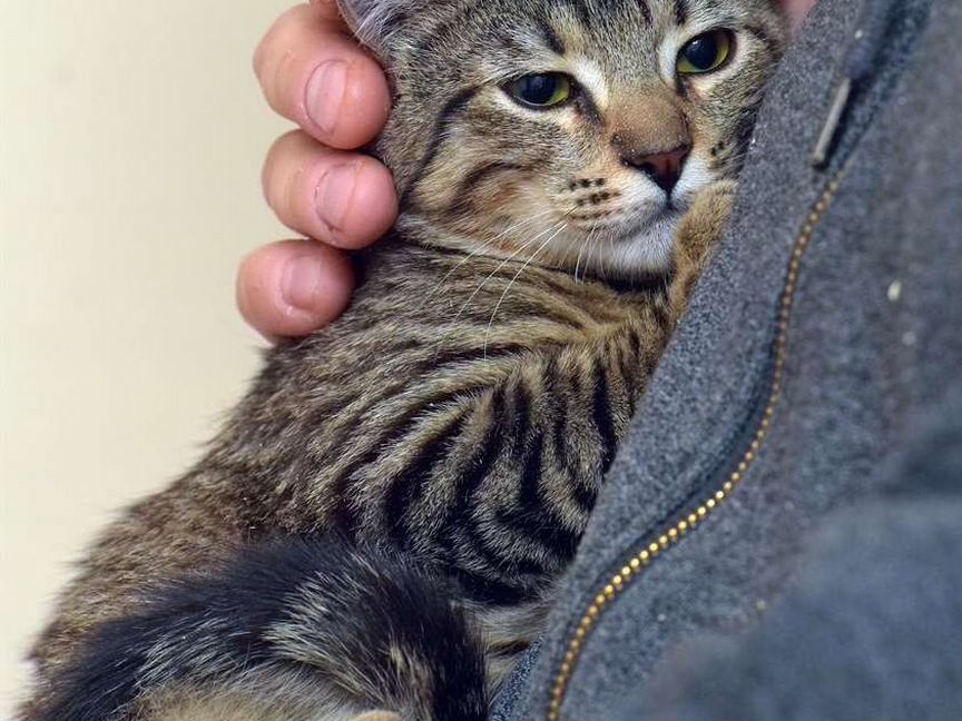 Котенок в добрые руки