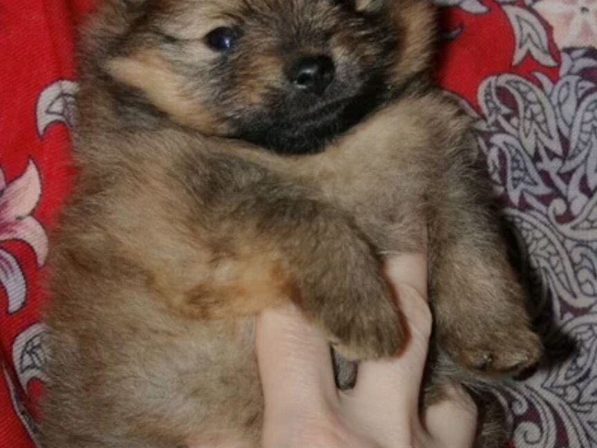 Красотка шпиц