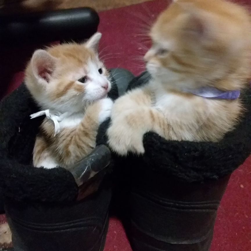 Котята в добрые руки бесплатно