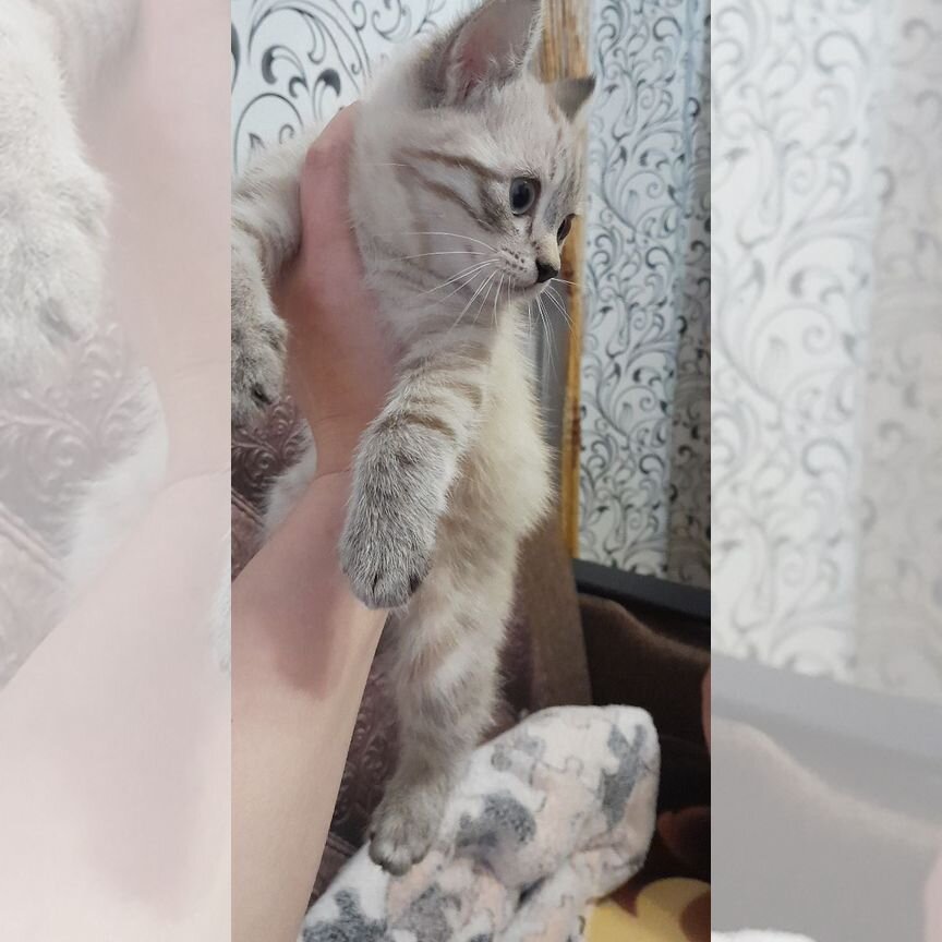 Отдам кошечку в добрые руки