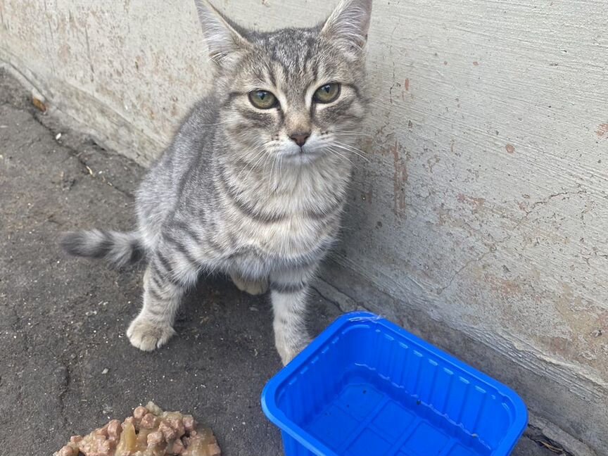 Котенок ищет дом