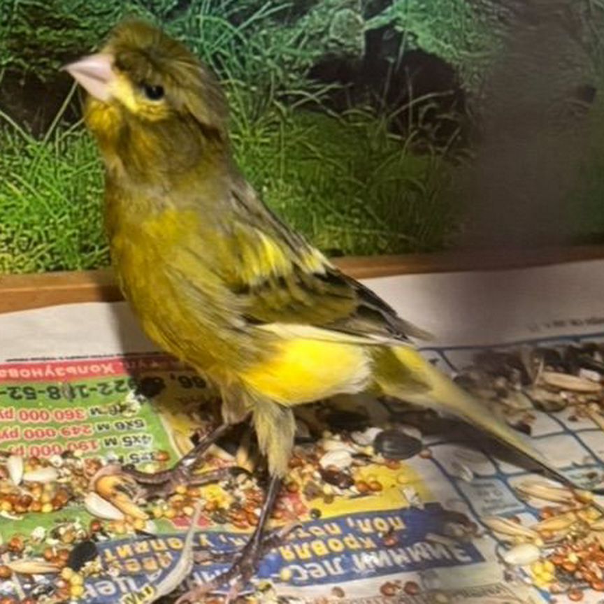 Певчий кенарь чубатый