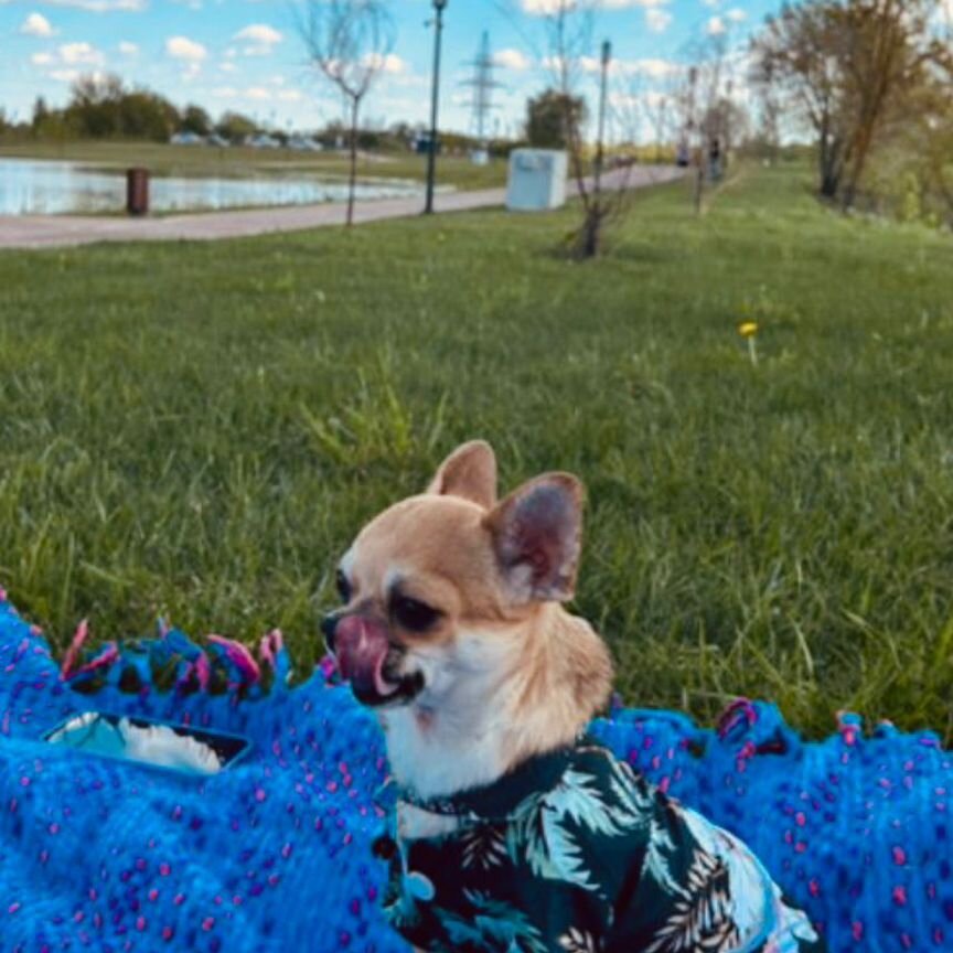 Чихуахуа мальчик, рыжего окраса