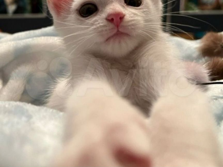 Помесь бенгала и мейн куна