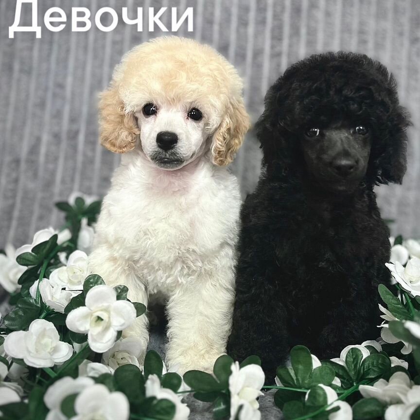 Пудель, щенок