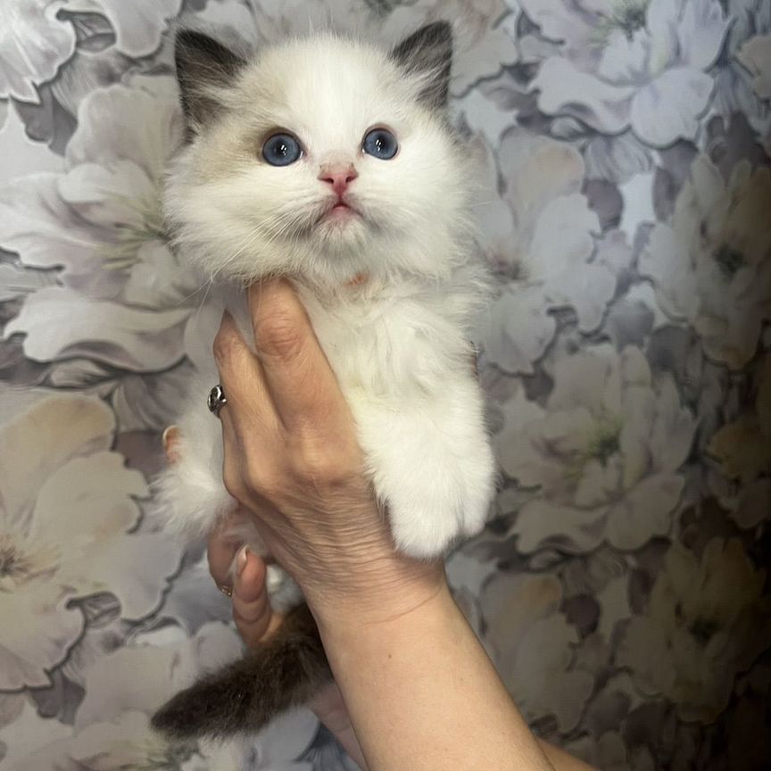 Рэгдолльчики