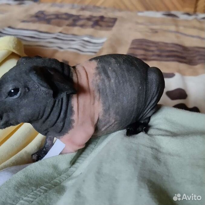 Морская свинка скинни