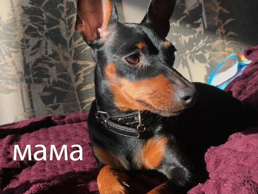 Щенки цвергпинчера