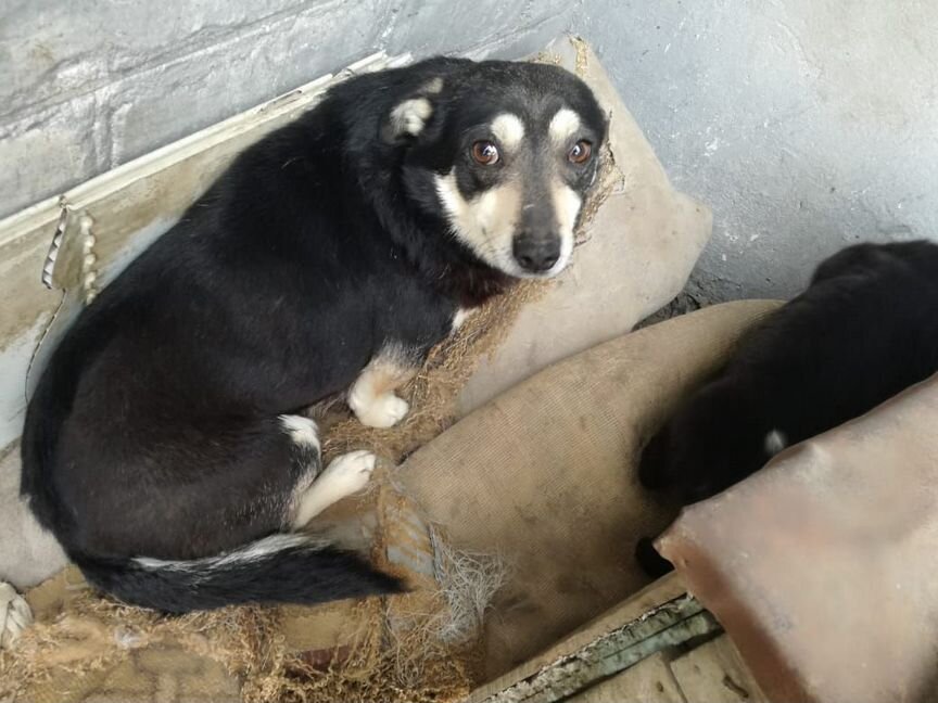 Отдадим в хорошие руки Щенка молодого взрослого