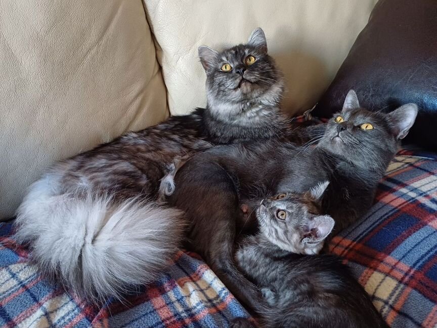 Котенок сибирячка 2 месяца