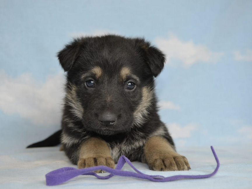 Вео щенята от красивых родителей