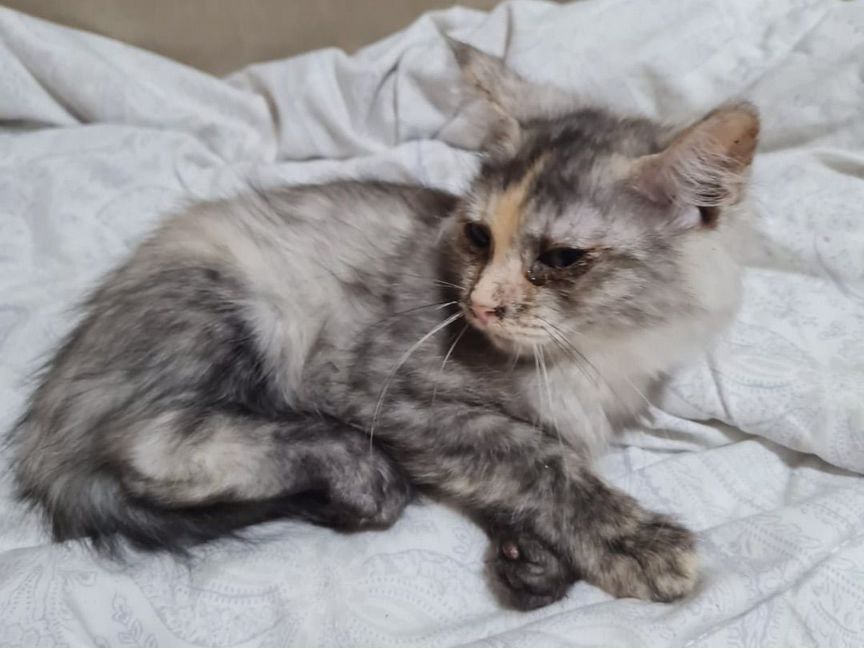 Кошка