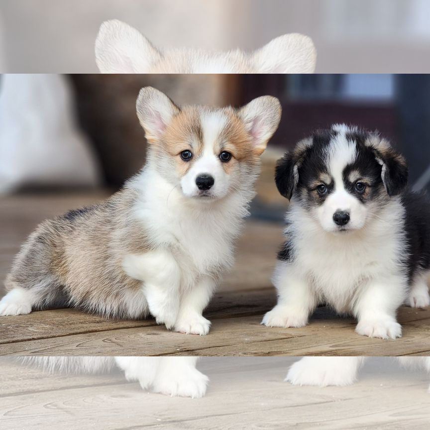 Вельш Корги Пемброк, щенок