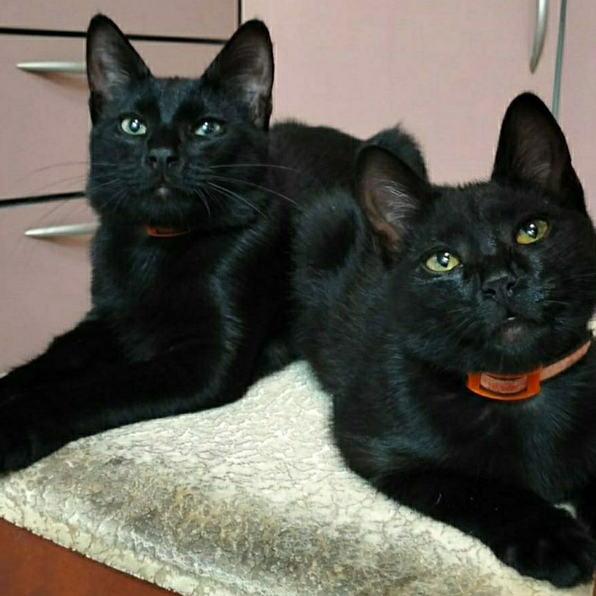 Братик и сестрёнка ищут добрые, надёжные ручки