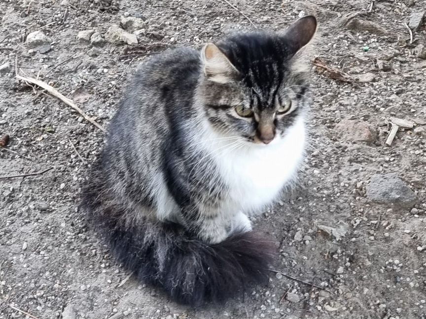 Сибирская кошка бесплатно