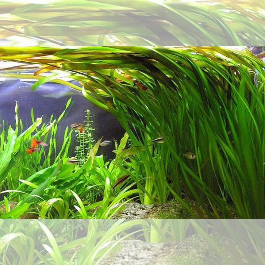 Растения для аквариума