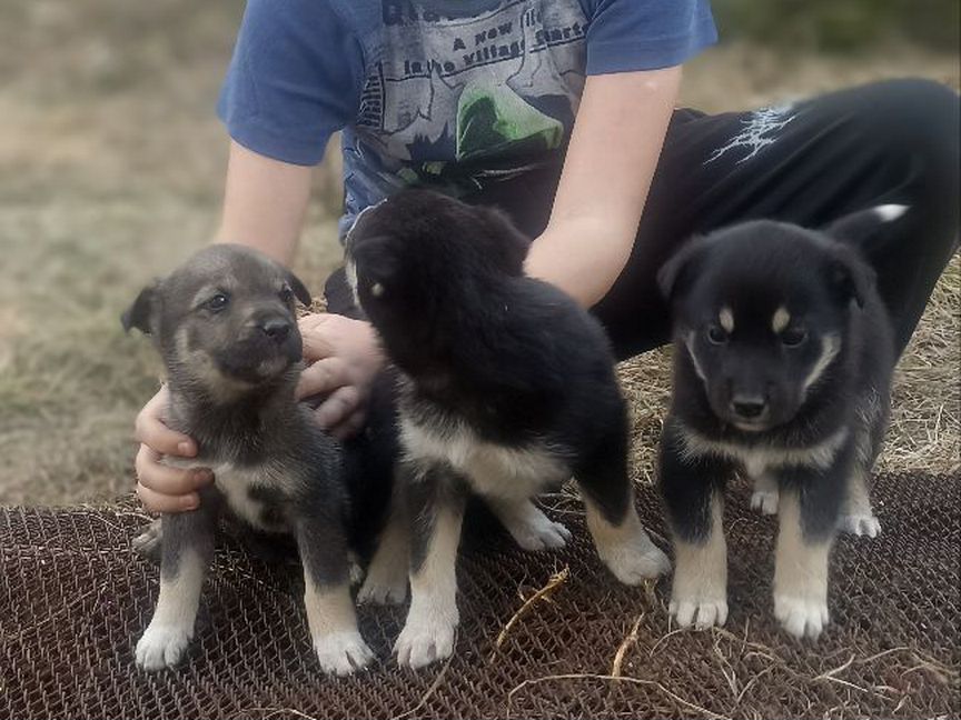 Собака в добрые руки отдам бесплатно