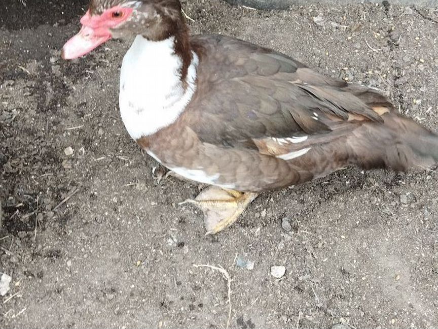 Инкубационное яйцо от индоуток