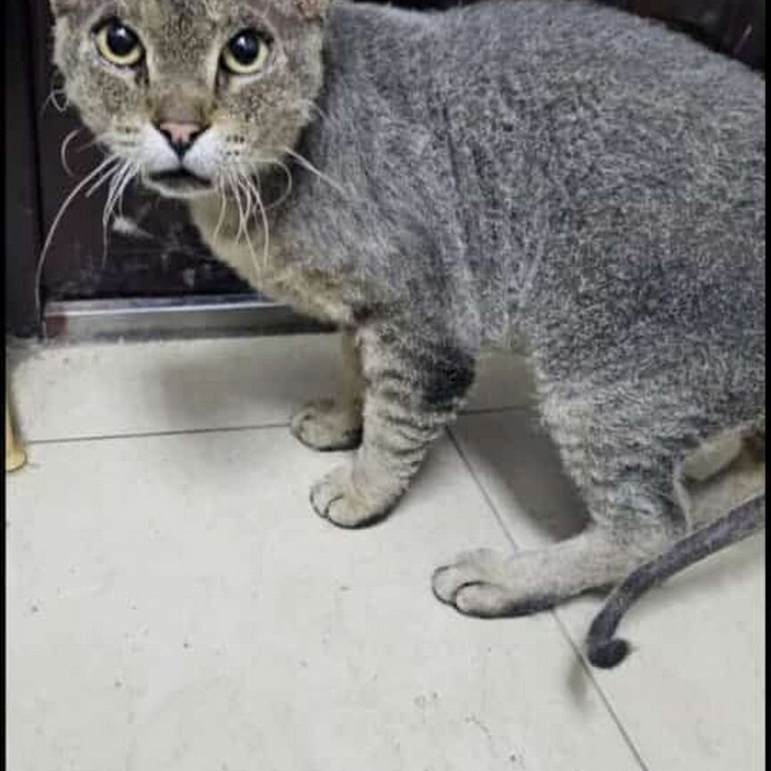 Кот лысый браш