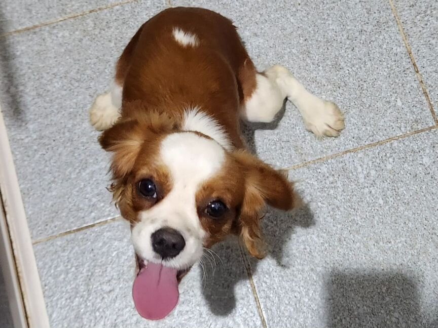 Кавалер кинг чарльз спаниель щенок девочка