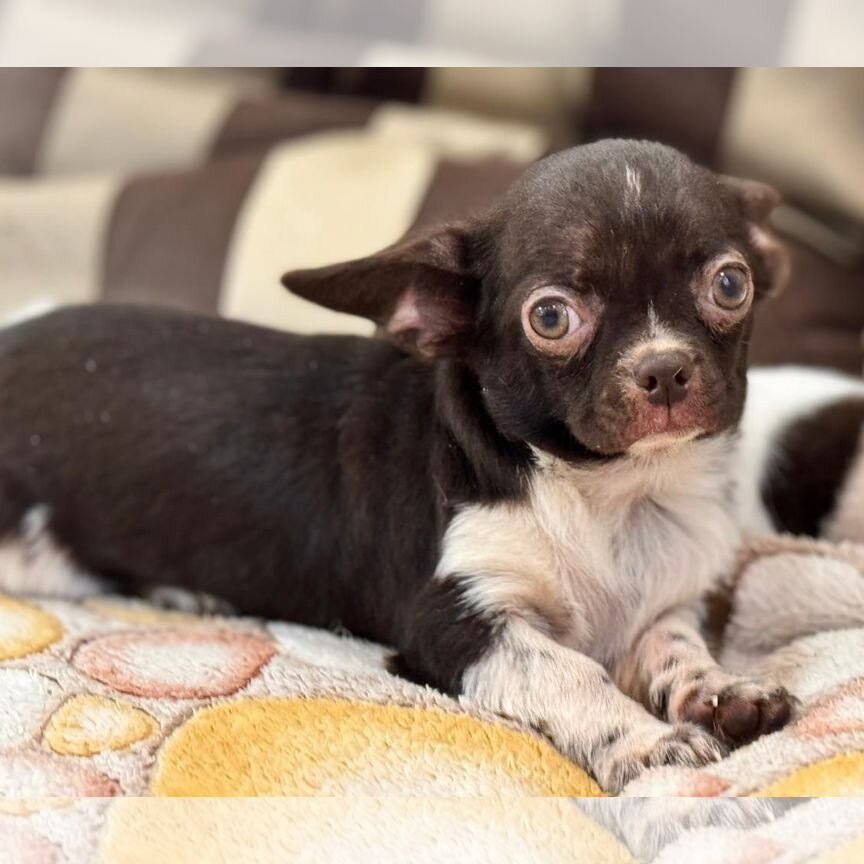 Красивый мальчик чихуахуа. Щенки чихуахуа