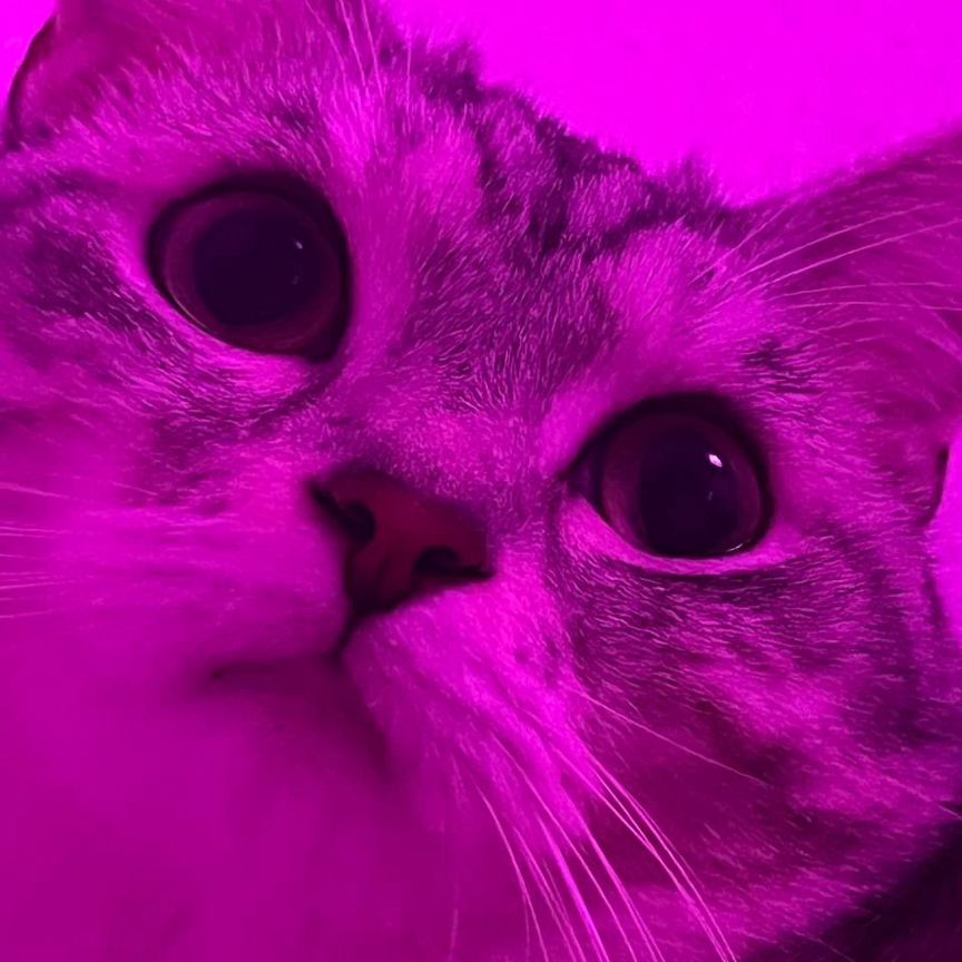 Кошечка Кесси