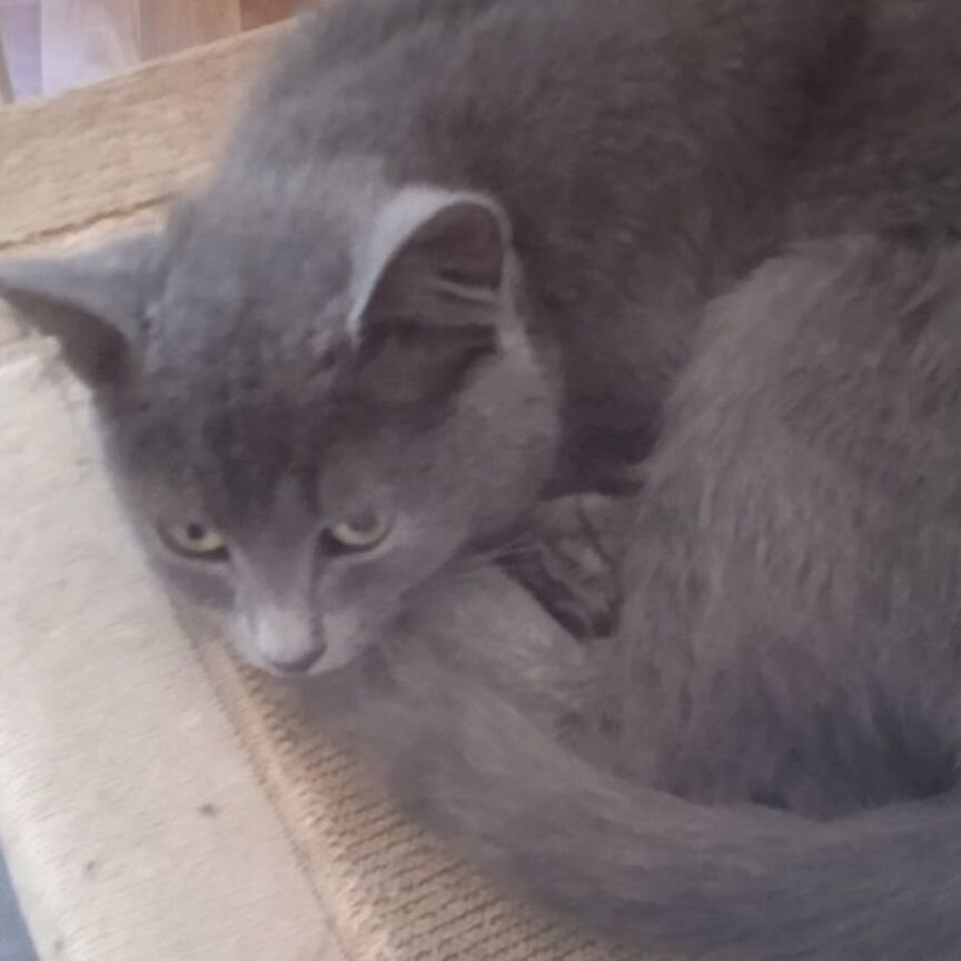 Котёнок