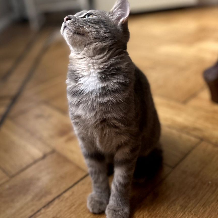 Молоденькая девочка кошечка котенок