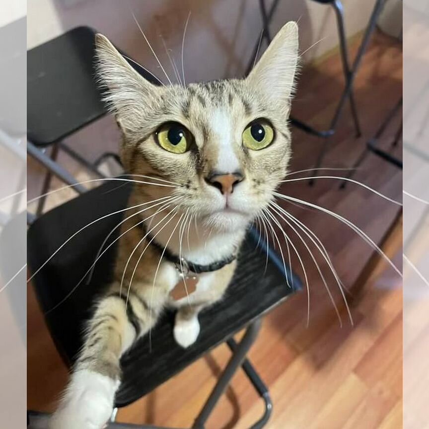 Взрослая, кошка в добрые руки