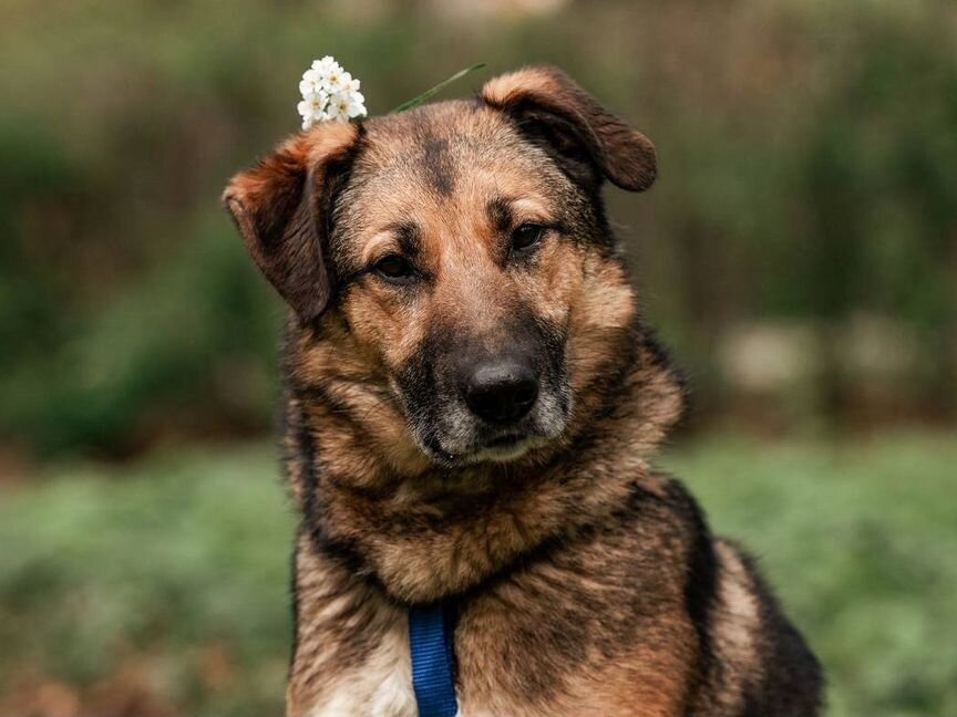 Собака в дар бесплатно