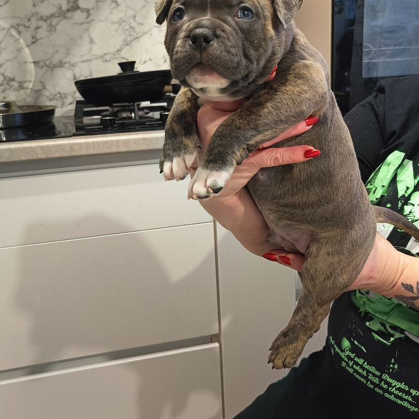 Американский булли покет тигруля