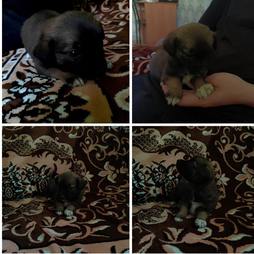 Отдам в добрые руки щенят