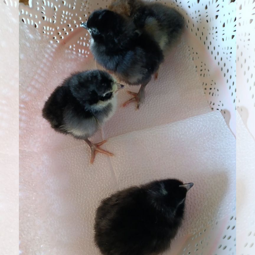 Цыплята несушки