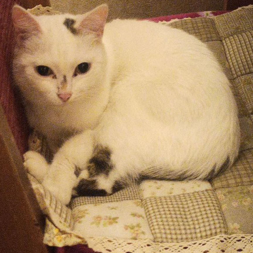 Взрослая, кошка в добрые руки