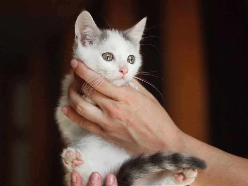 Котята ищут дом