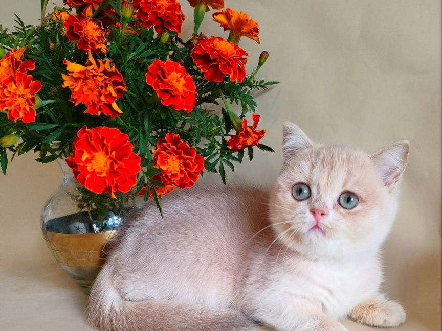 Лиловая золотая завуалированная девочка