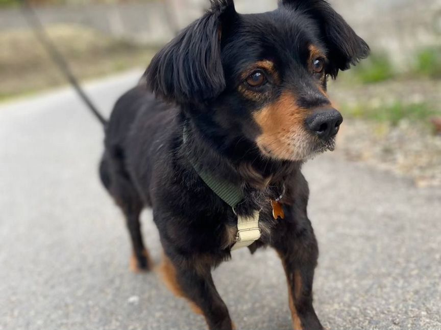 Маленькая квартирная собака в добрые руки