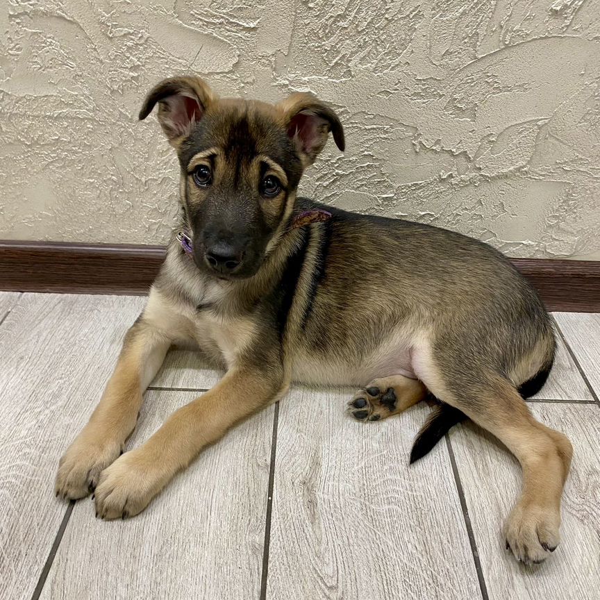 Щенок тоскует в приюте по дому