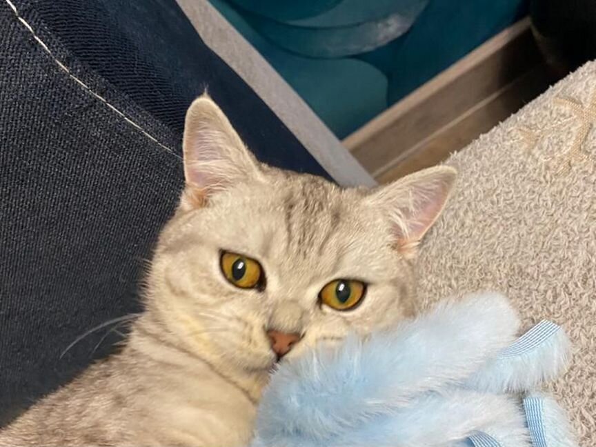 Шотландская кошечка