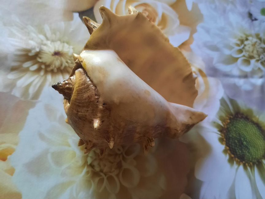 Большая Океаническая Ракушка