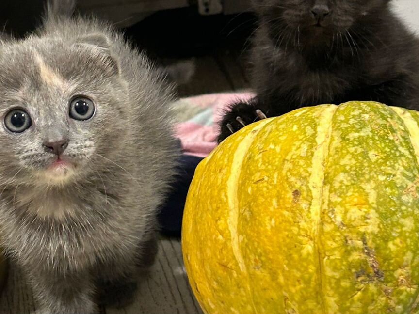 Котята вислоухие