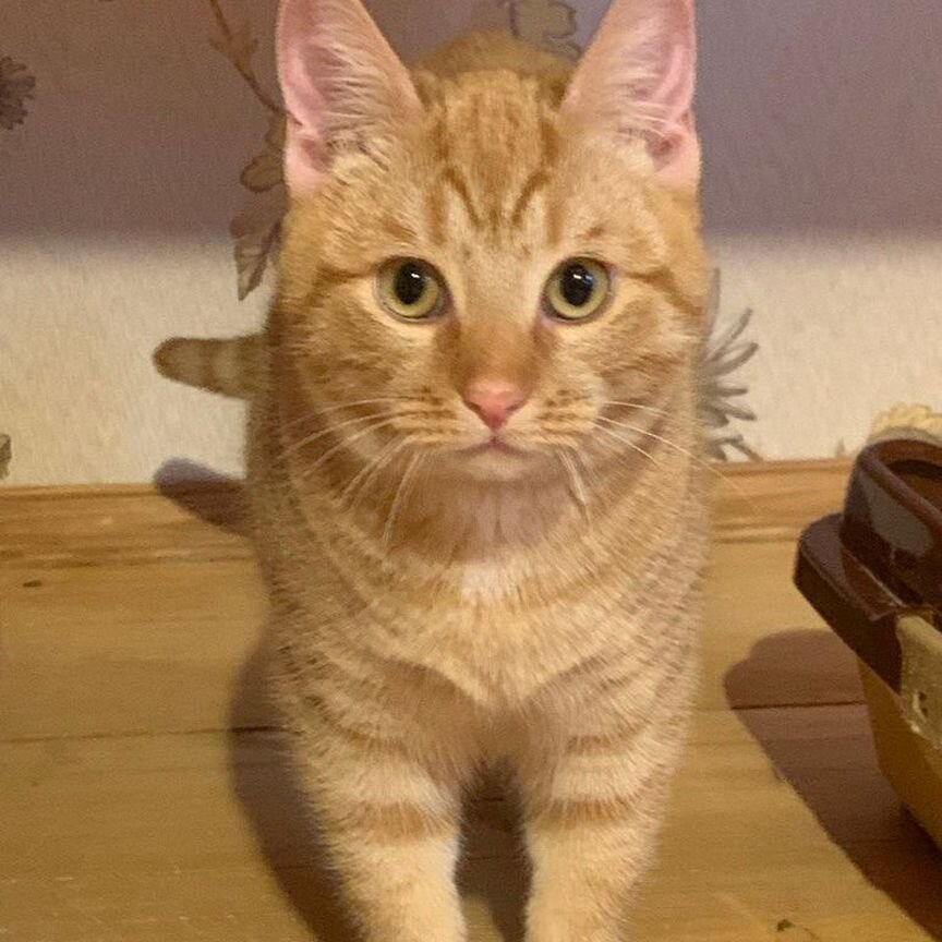 Рыжие коты 5 мес. в дар