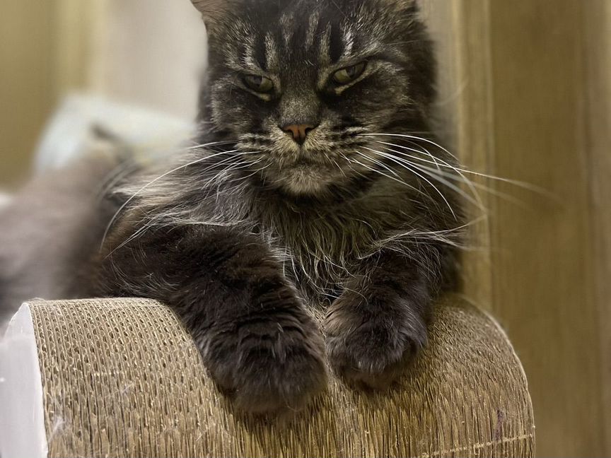 Мейн-кун в добрые руки бесплатно