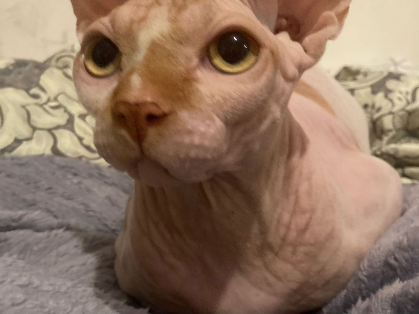Кот