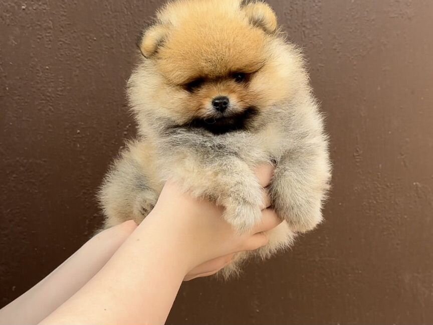 Маленький мишка мальчик