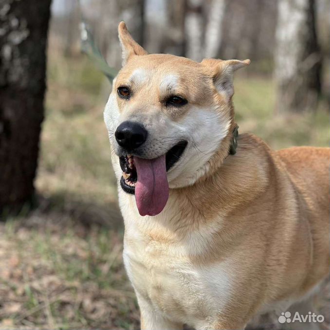 Очень красивый пес ищет дом