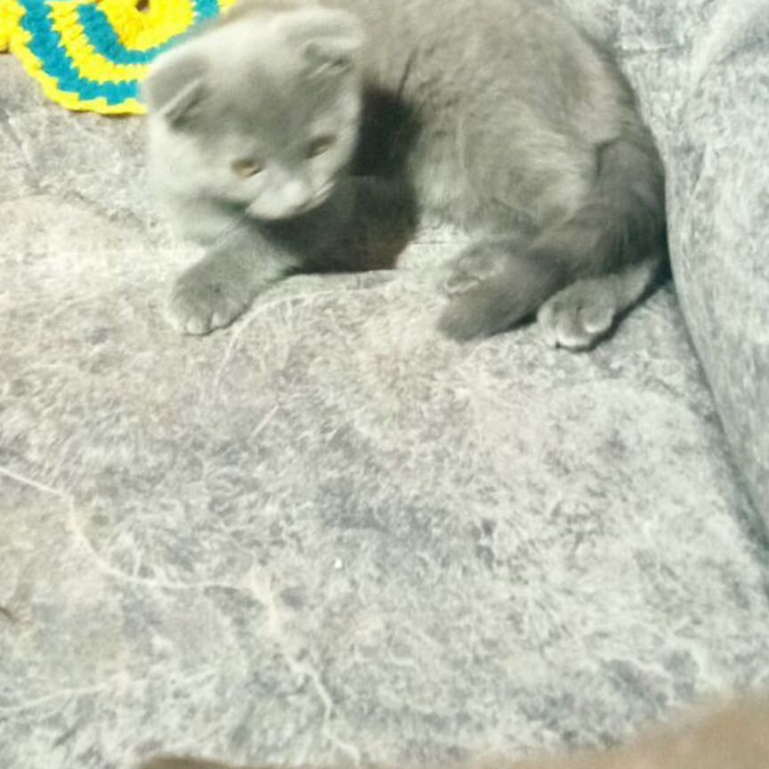 Шотландский вислоухий длинношёрстный котёнок