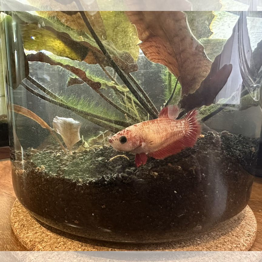 Петушок рыбка самка с приданным